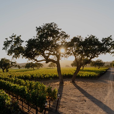 Firestone - A CALIFORNIA ORIGINAL SINCE 1972